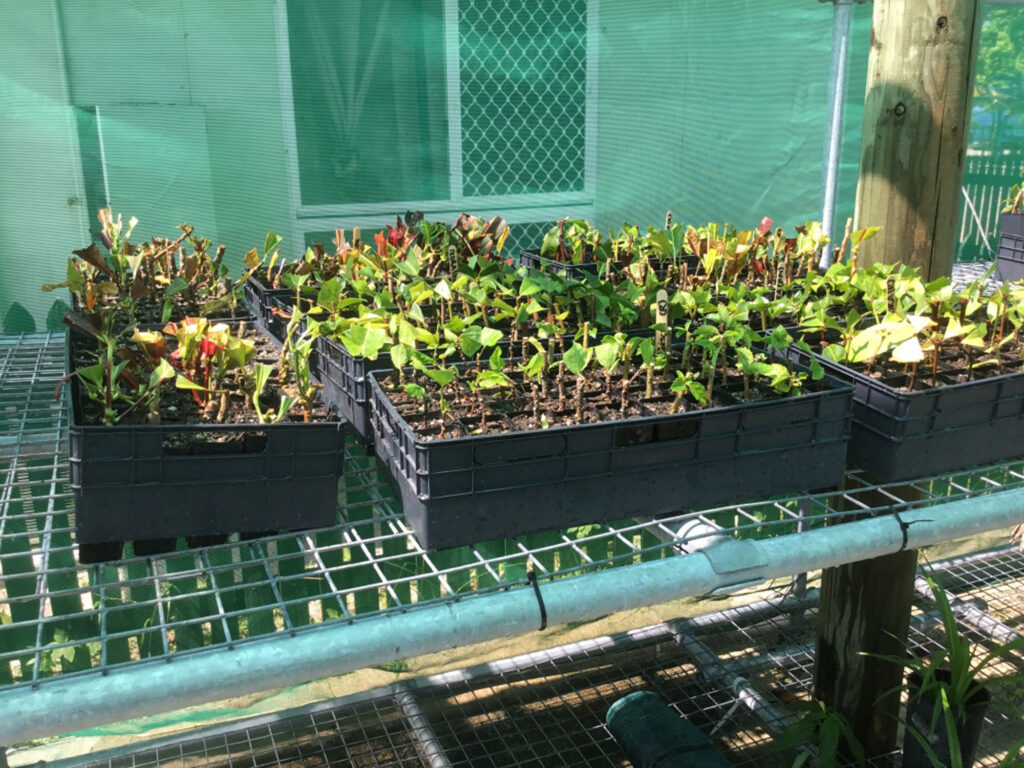 Sustainable Horticulture Project | TSRA